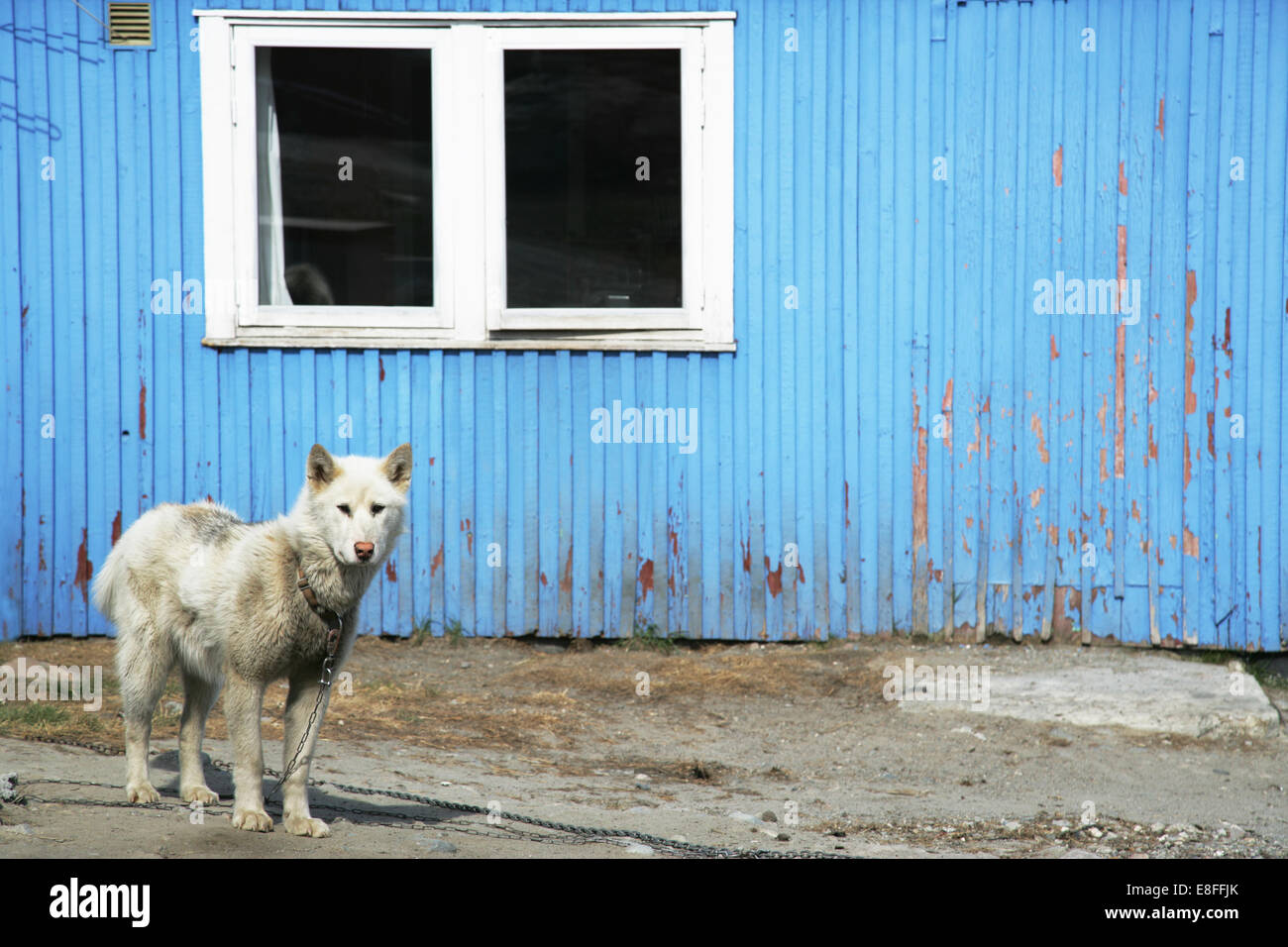 Husky dog standing outside building, Greenland Stock Photo - Alamy