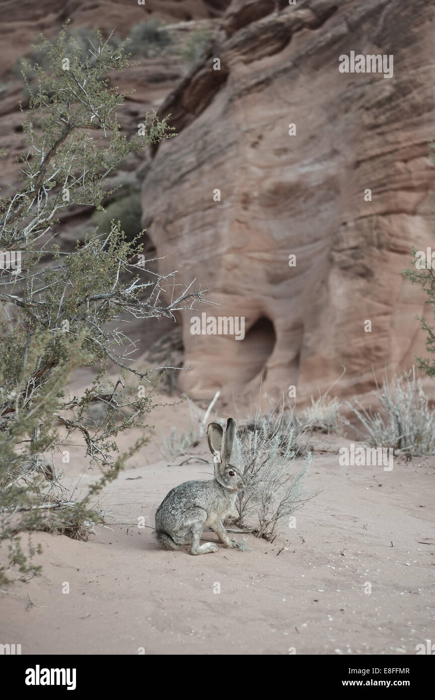 Rabbit in desert Stock Photo - Alamy