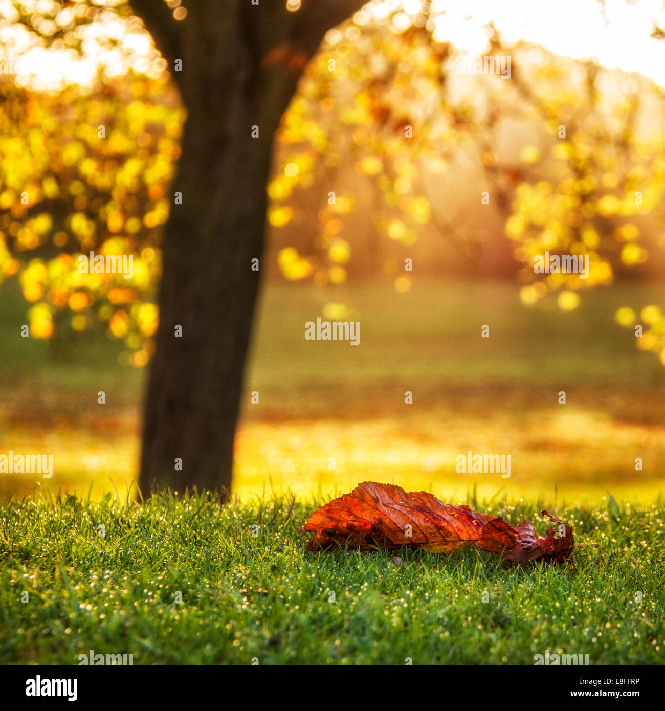 Leaf lying on lawn, close up Stock Photo - Alamy