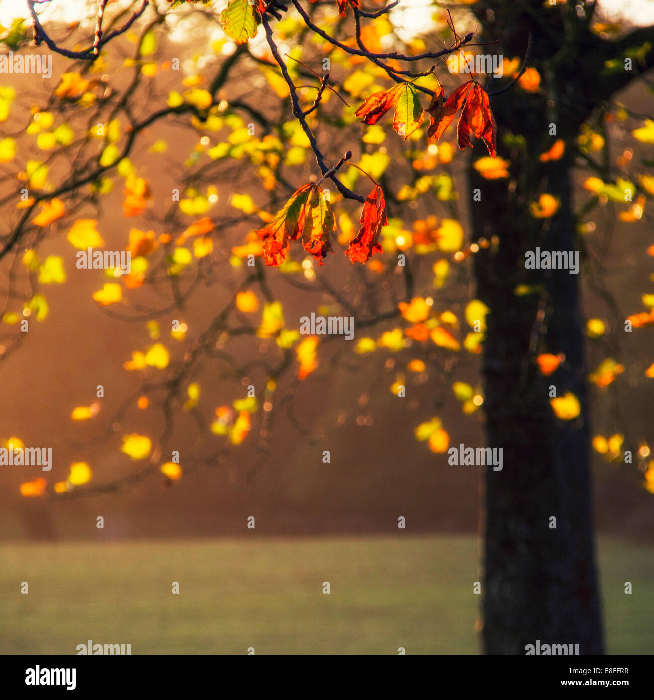 Close up of leaves hi-res stock photography and images - Alamy