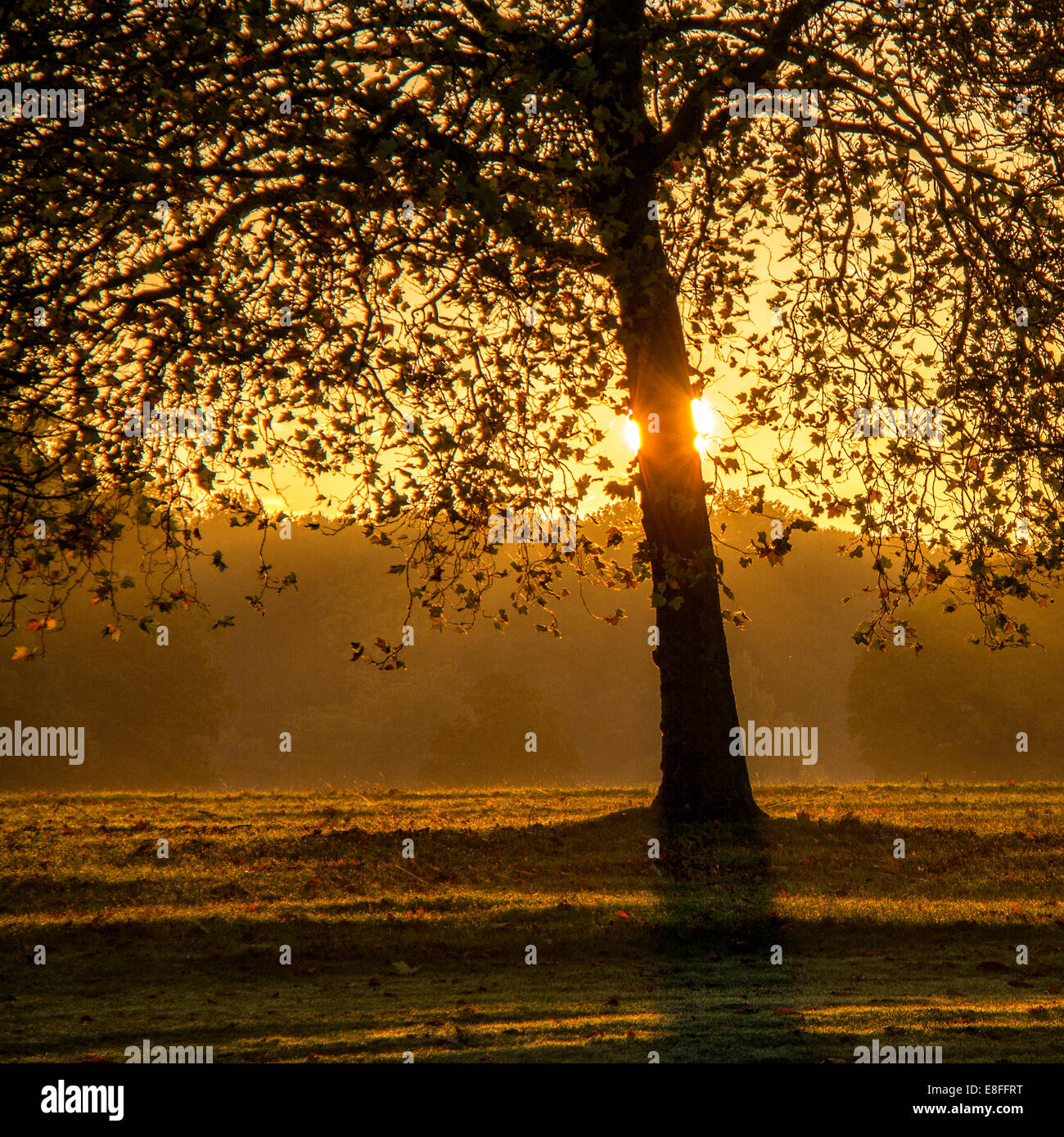 Backlit tree hi-res stock photography and images - Alamy