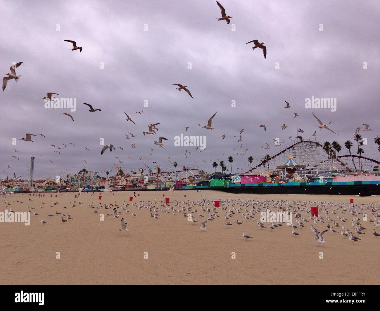 Flock of birds on beach, Santa Cruz, California, USA Stock Photo - Alamy