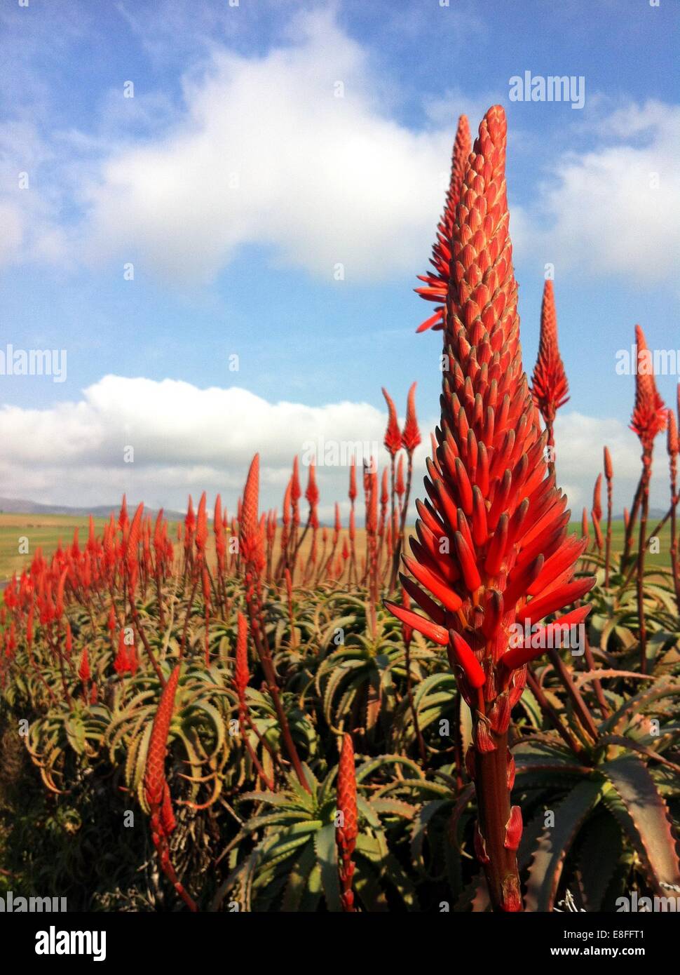 View of Aloe flowers Stock Photo - Alamy
