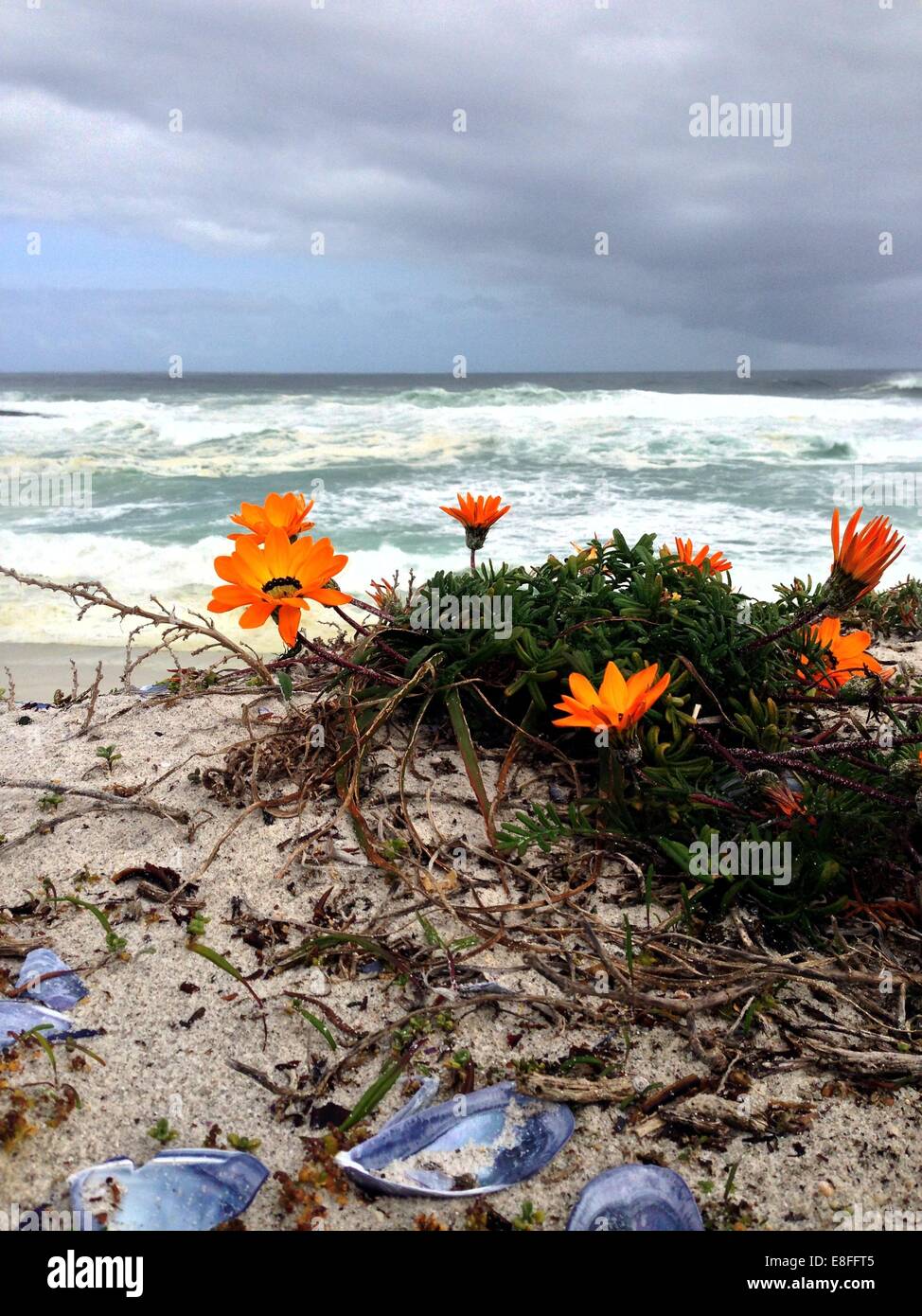 Flowers by sea Stock Photo - Alamy