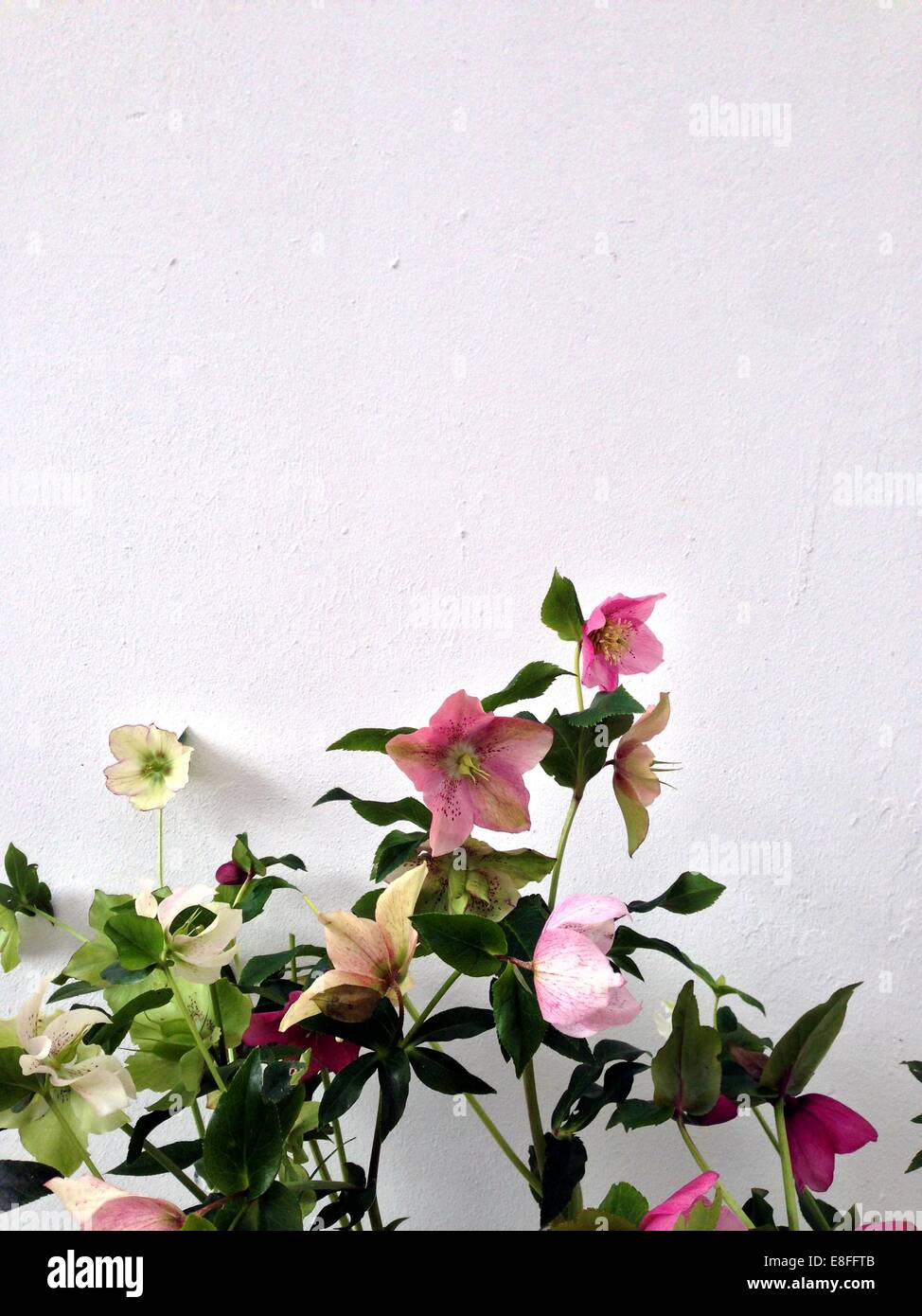 Flower against white wall Stock Photo - Alamy