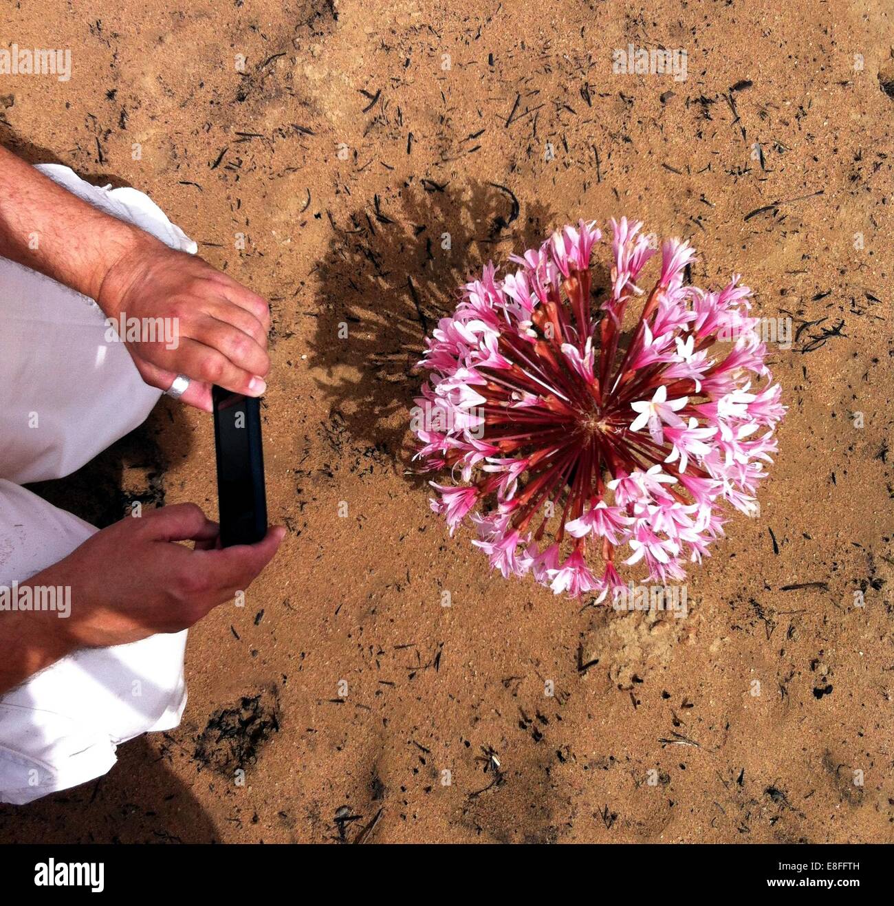 Photo of flower hi-res stock photography and images - Alamy