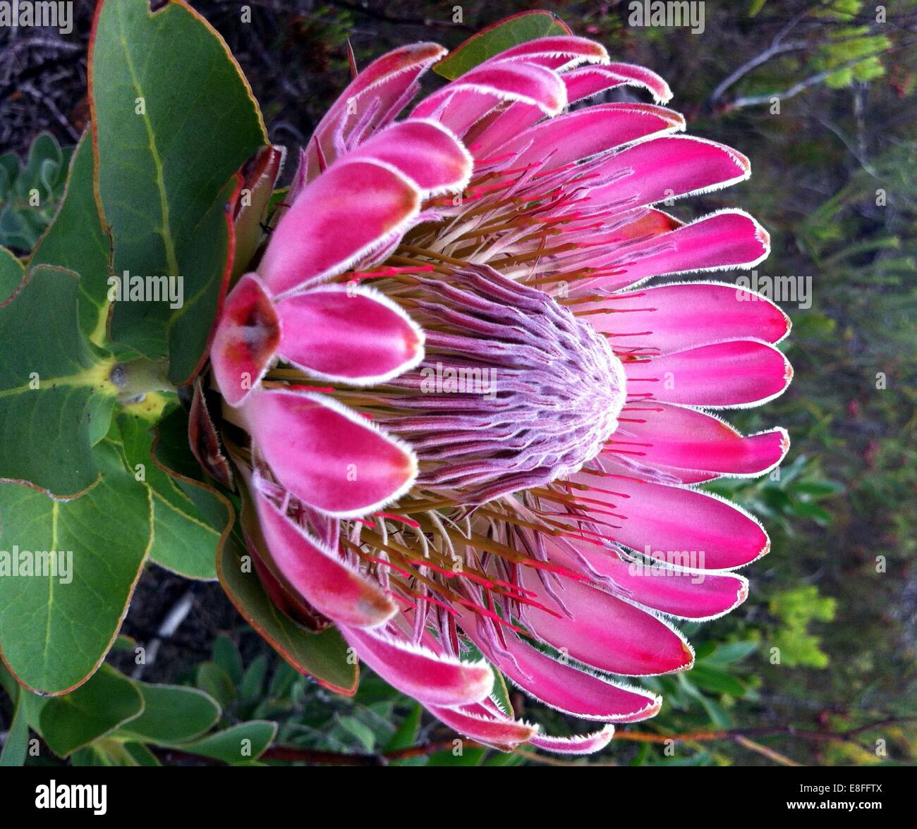 Pink protea hi-res stock photography and images - Alamy