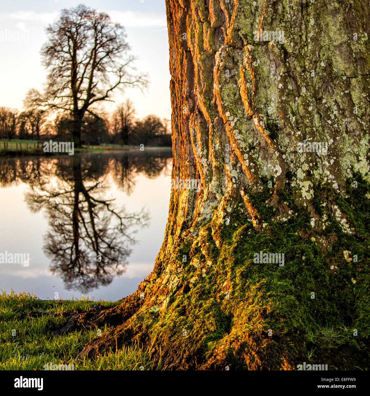 Into the tree hi-res stock photography and images - Alamy