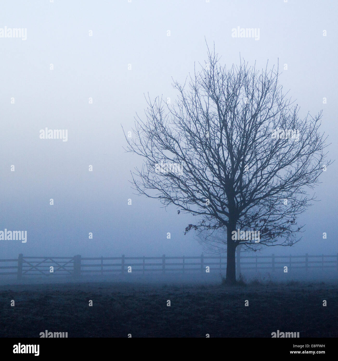 Lone tree in the mist Stock Photo - Alamy