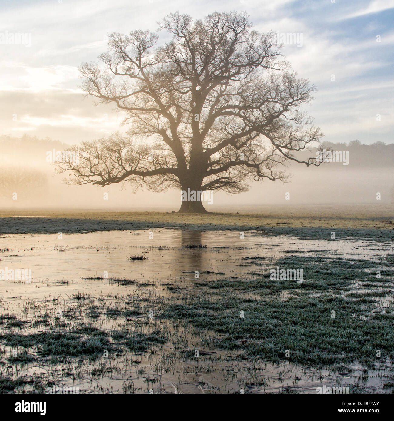 Tree in a waterlogged field Stock Photo - Alamy