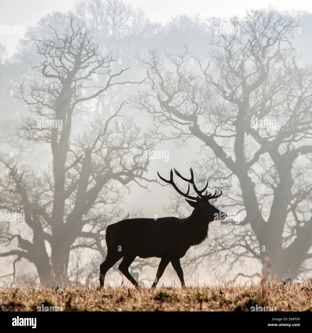 Deer Standing Stock Photos & Deer Standing Stock Images - Alamy