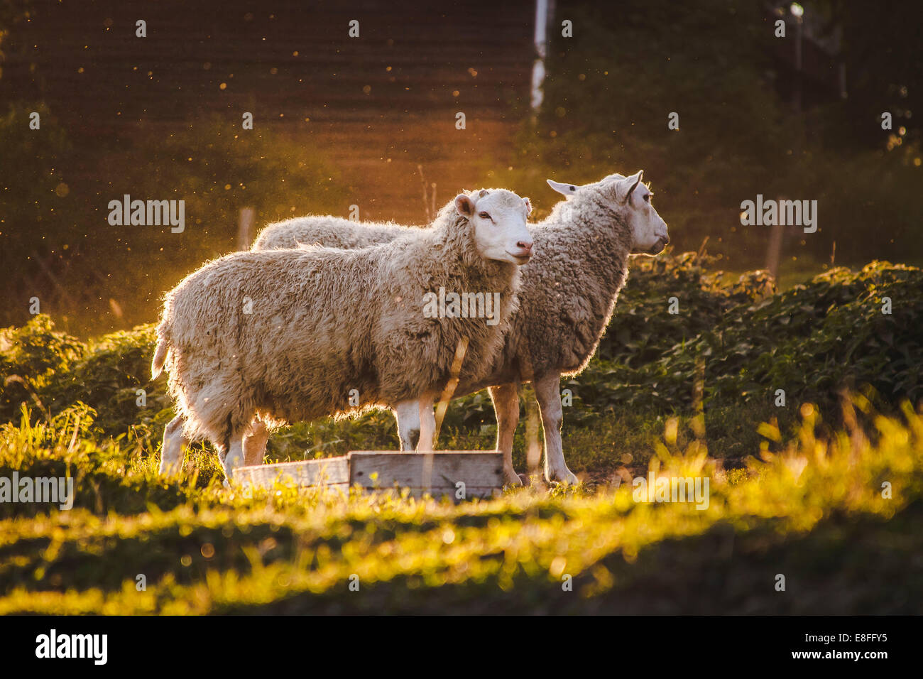 Sheep on sunny field in Finland Stock Photo - Alamy