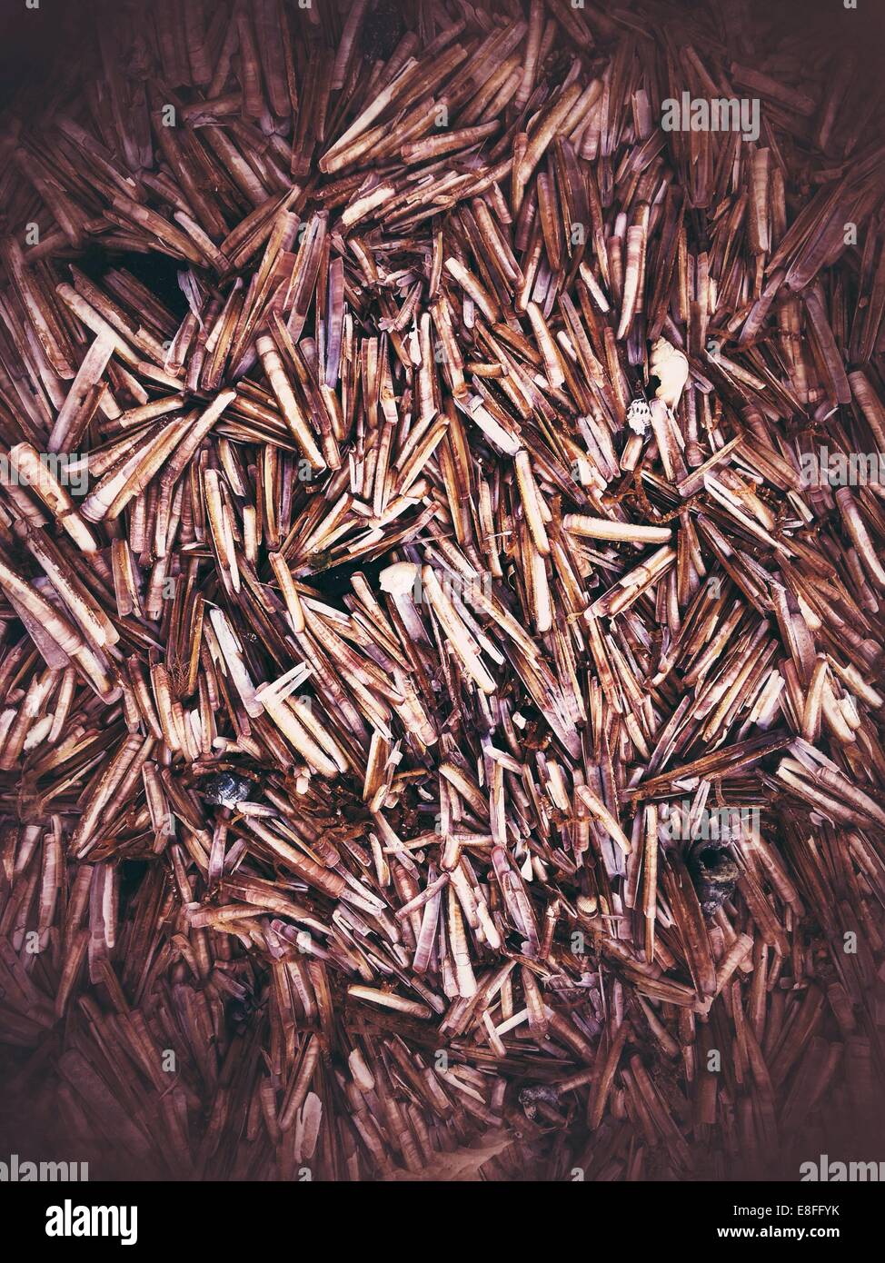 Close-up of razor clam shells on the beach, Norfolk, England, United ...