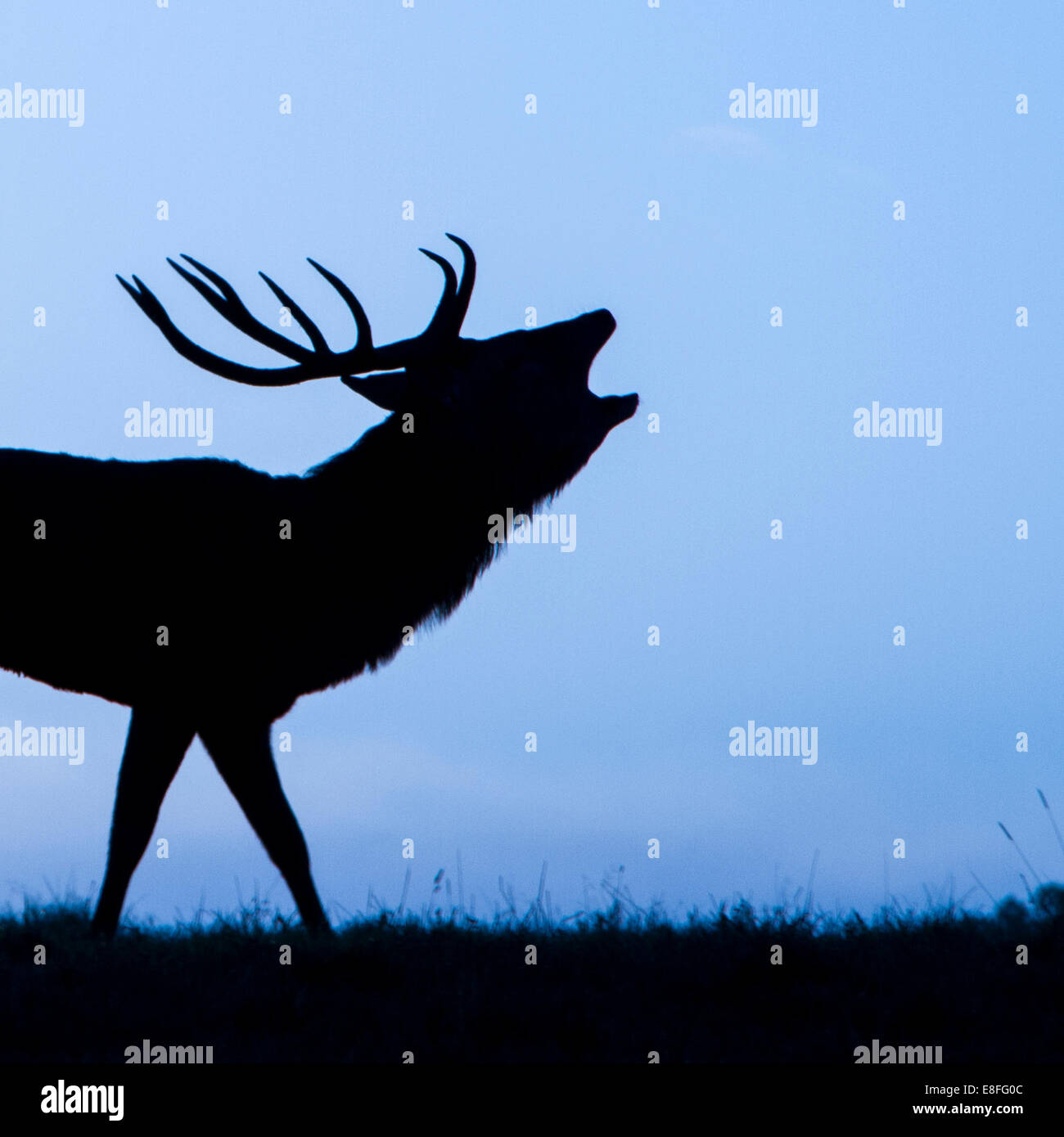 Silhouette Of Stag Roaring Stock Photos & Silhouette Of Stag Roaring ...