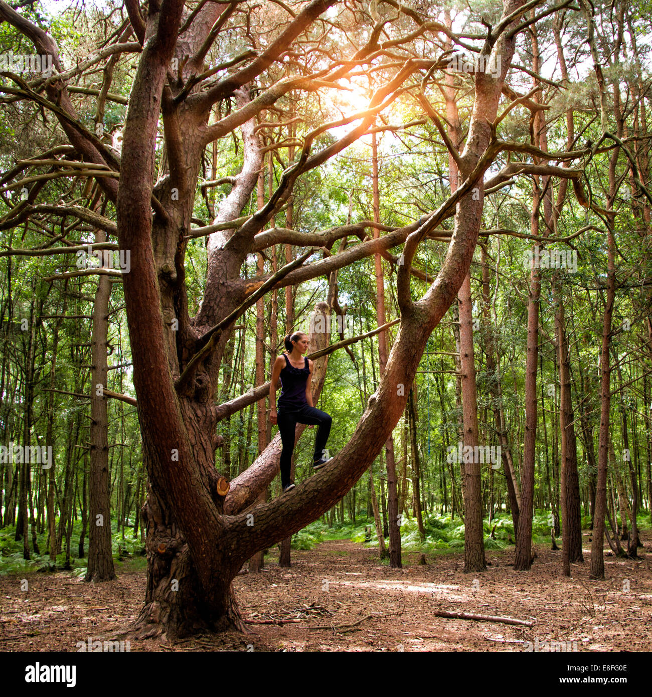 Woman Climbing Tree High Resolution Stock Photography and Images - Alamy