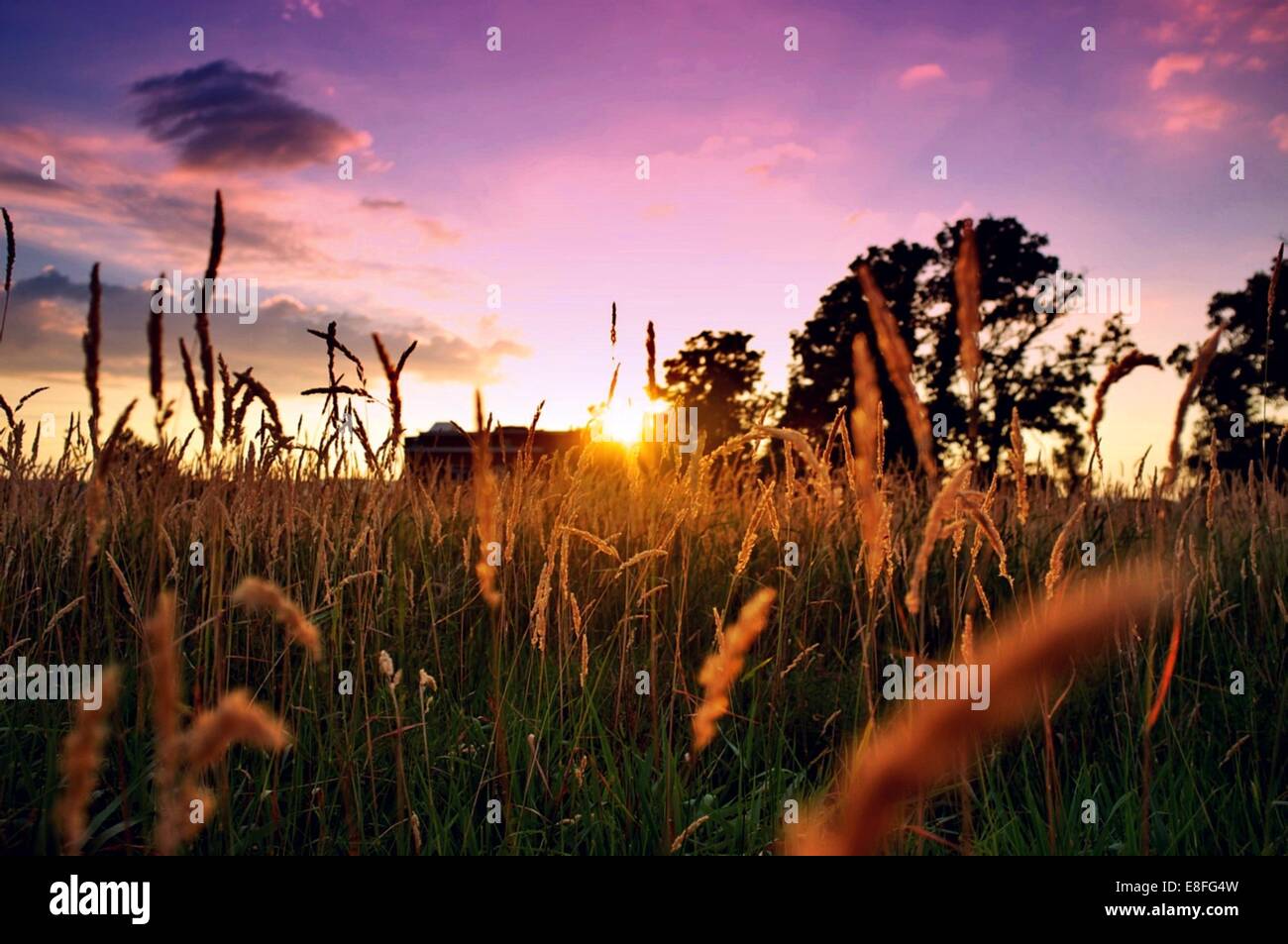 Field at sunset Stock Photo - Alamy