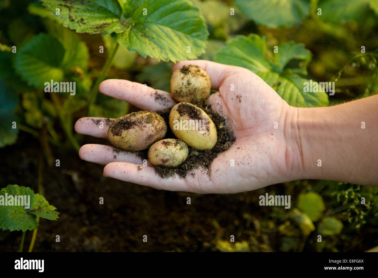 Human Hand holding freshly dug potatoes Stock Photo - Alamy