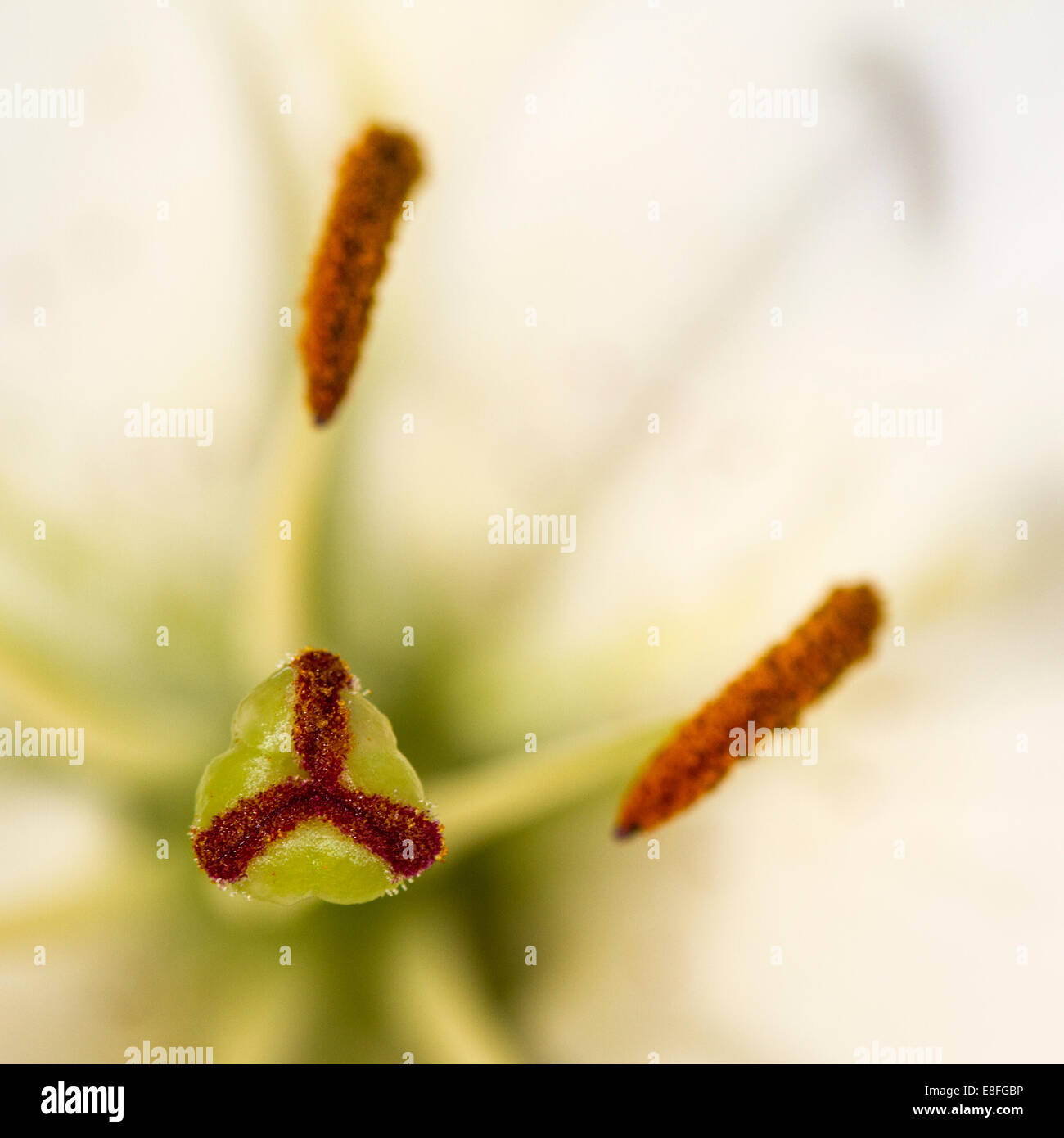 Close-up of stamen on lily flower Stock Photo - Alamy