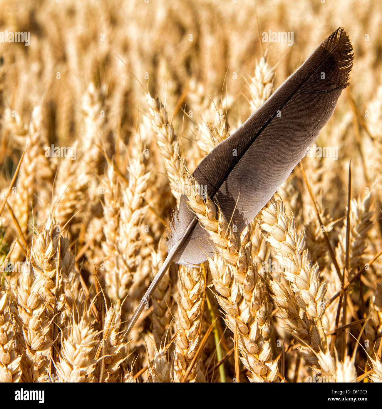 Feather in wheat field Stock Photo - Alamy