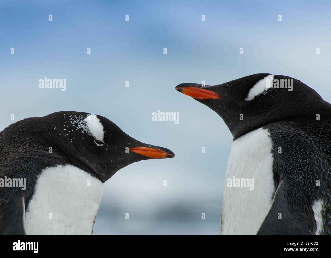 Portrait of two penguins Stock Photo - Alamy