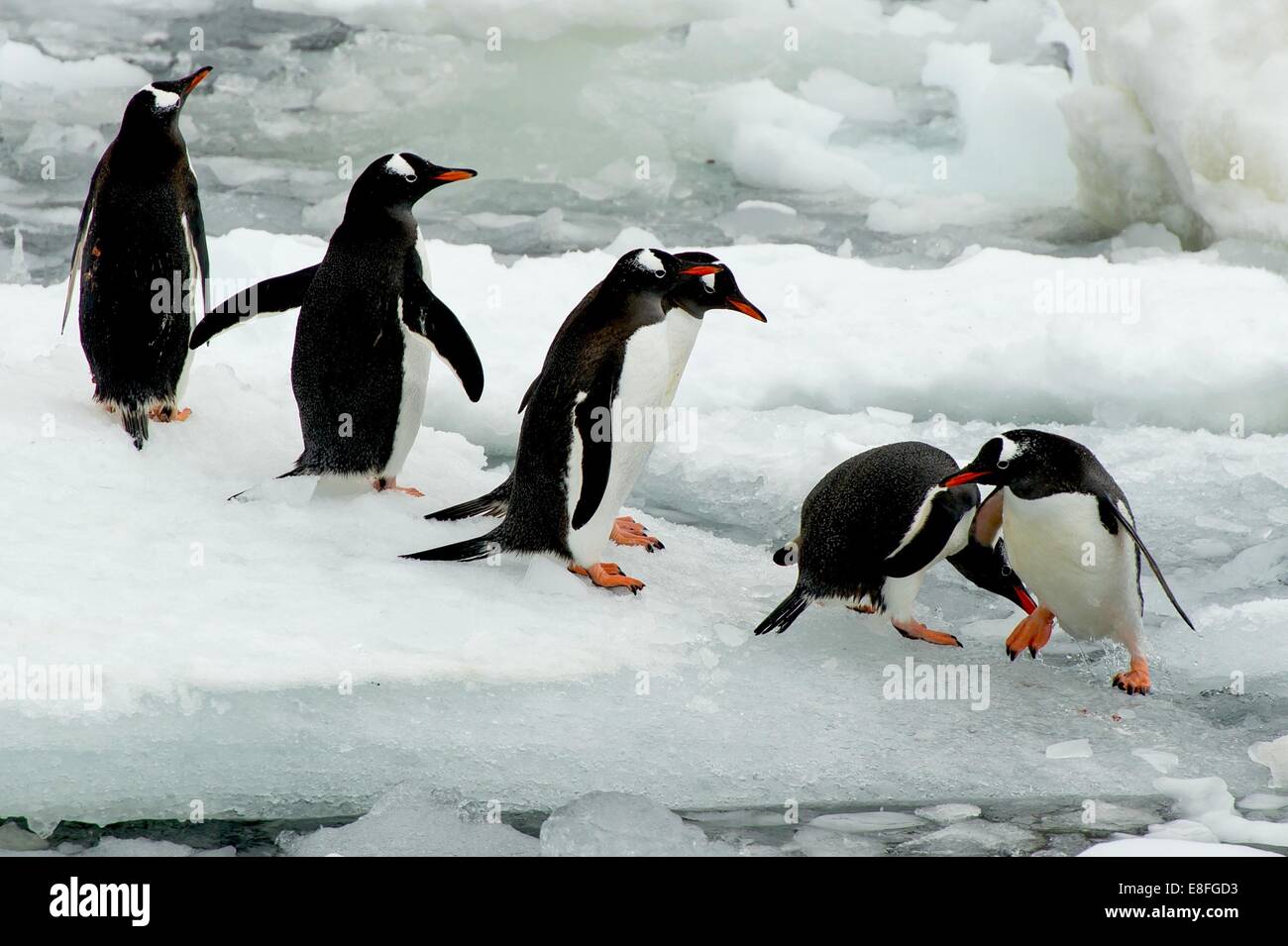 Penguins on ice hi-res stock photography and images - Alamy