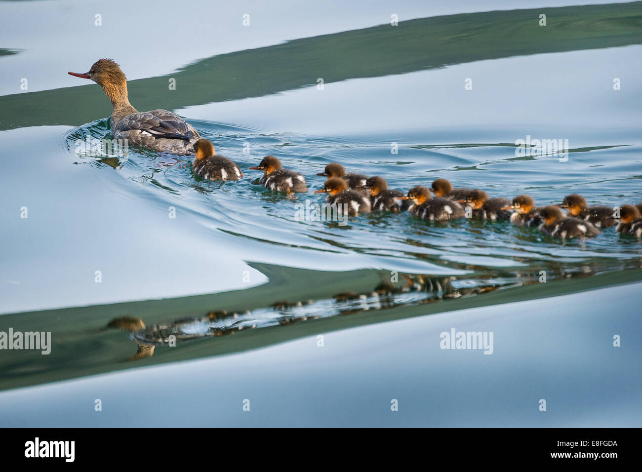Duck with ducklings Stock Photo - Alamy