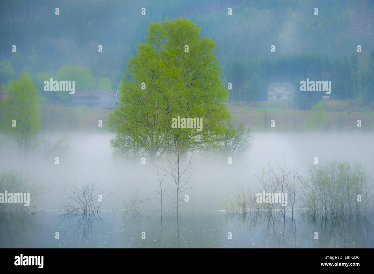 Tree in mist Stock Photo - Alamy