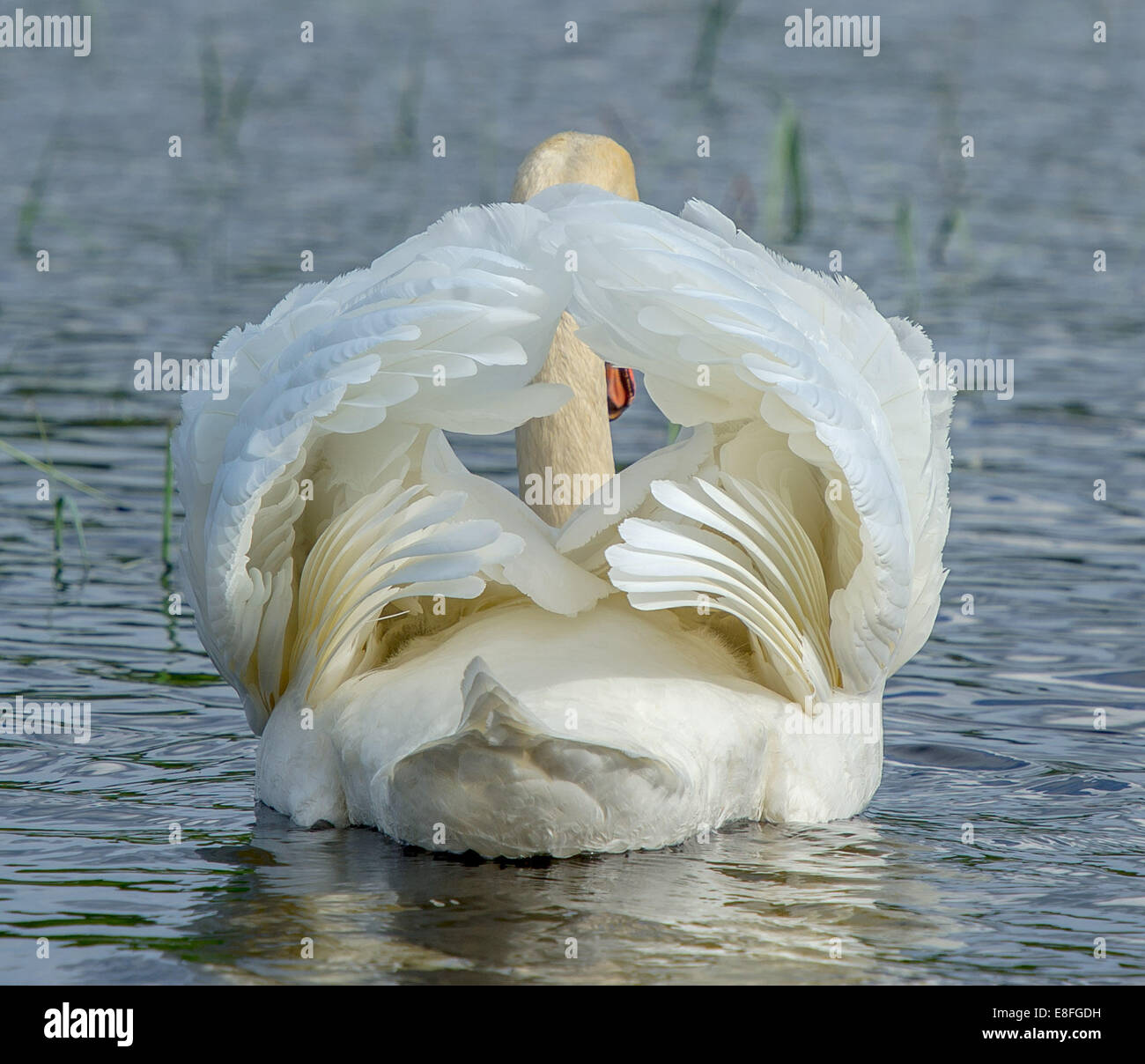 Rear view of swan Stock Photo - Alamy