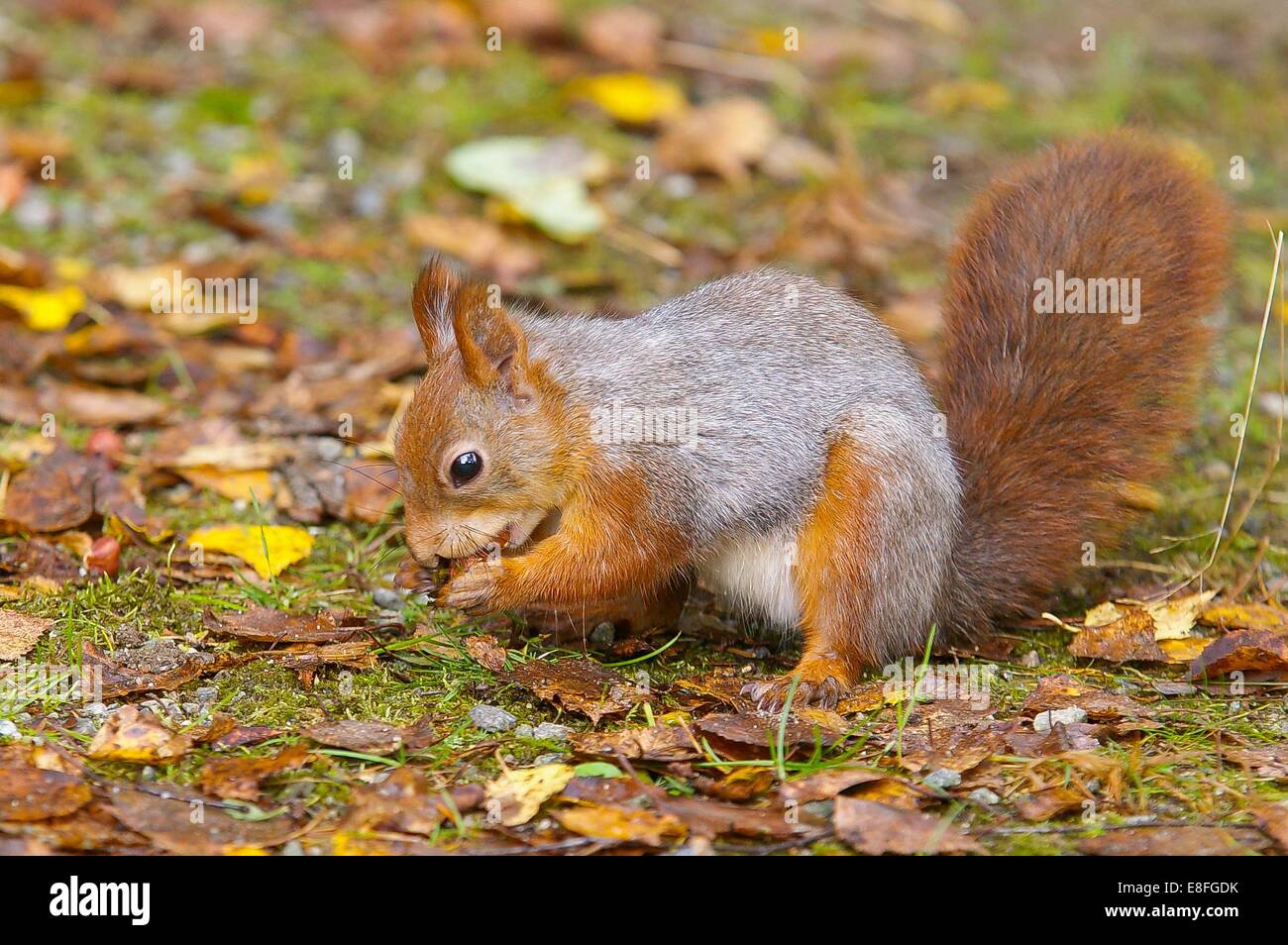 Nut Eating Animals High Resolution Stock Photography and Images - Alamy