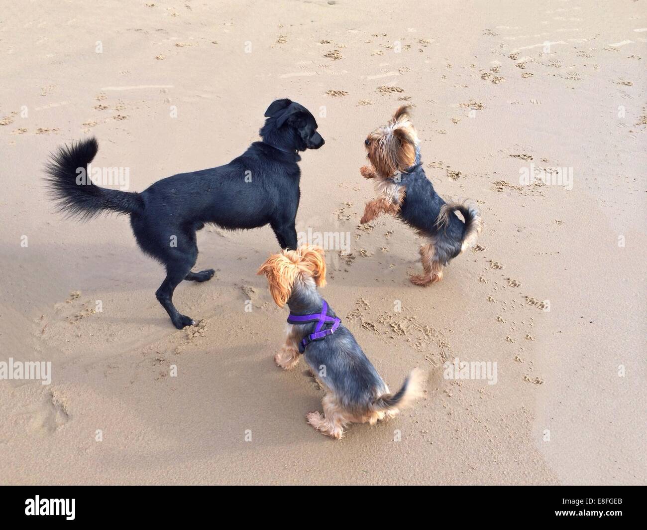 Three Dogs playing on beach Stock Photo - Alamy