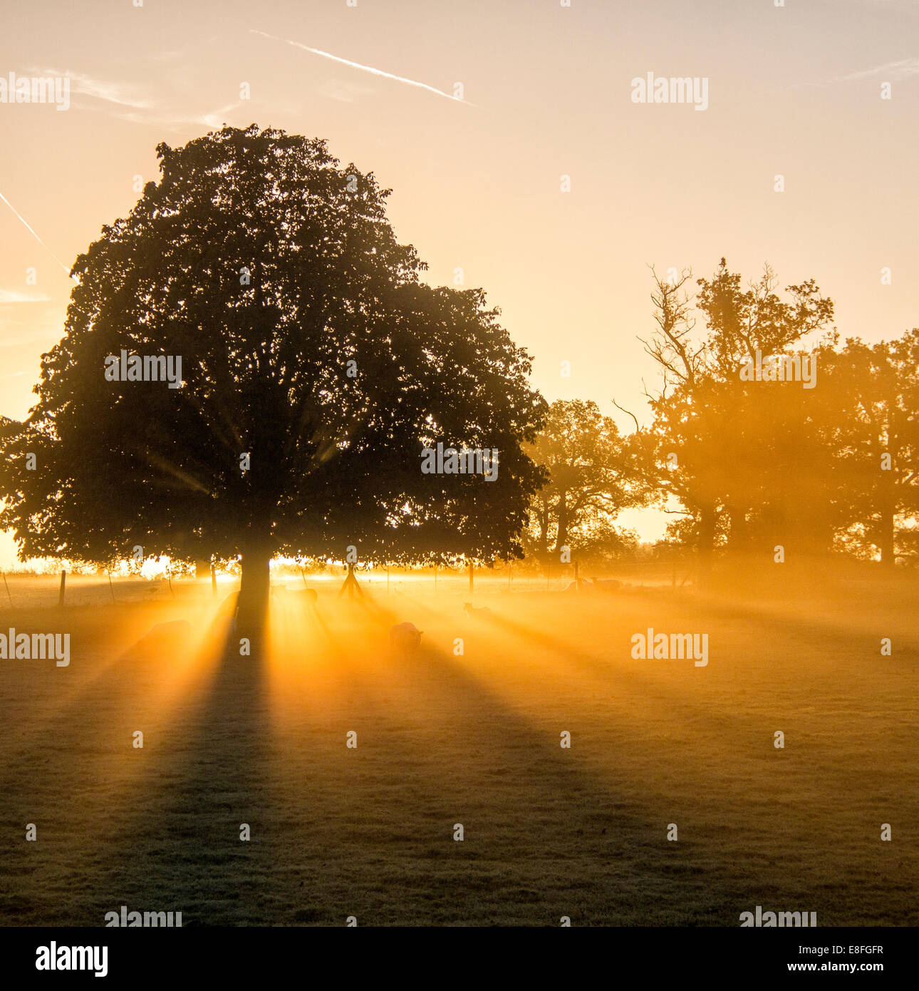 Sunlight through trees hi-res stock photography and images - Alamy