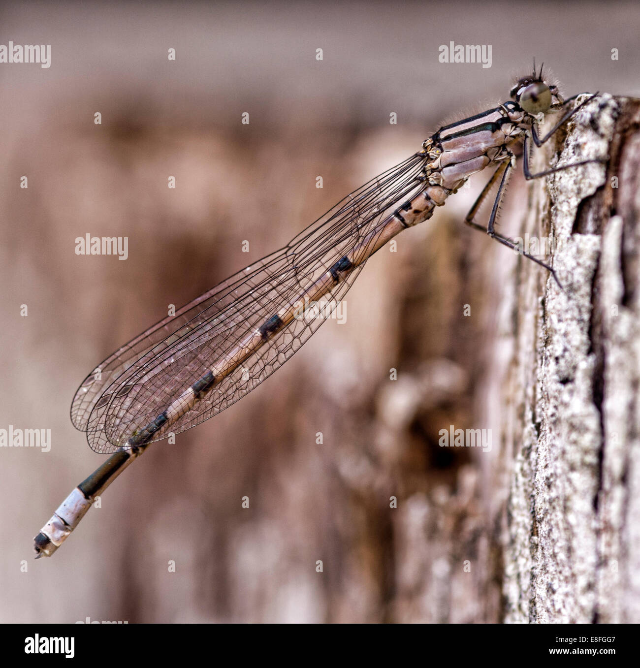 Dragonfly High Resolution Stock Photography and Images - Alamy