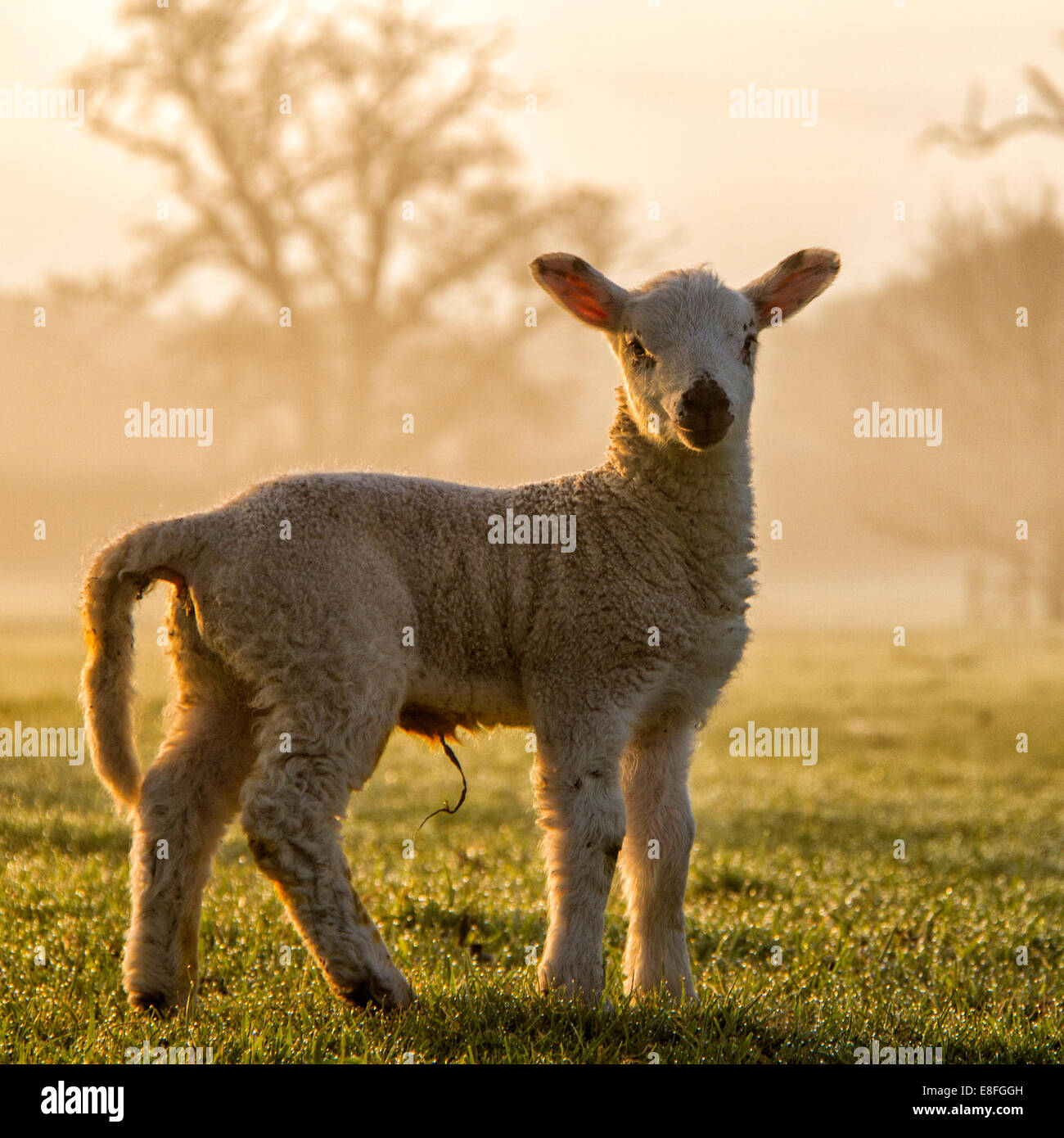 Cute lamb mist hi-res stock photography and images - Alamy