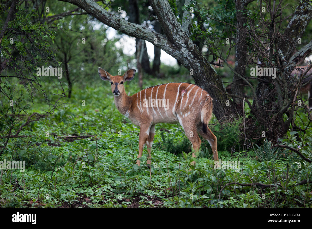 Portrait of Nyala Cow, Pretoria, South Africa Stock Photo - Alamy