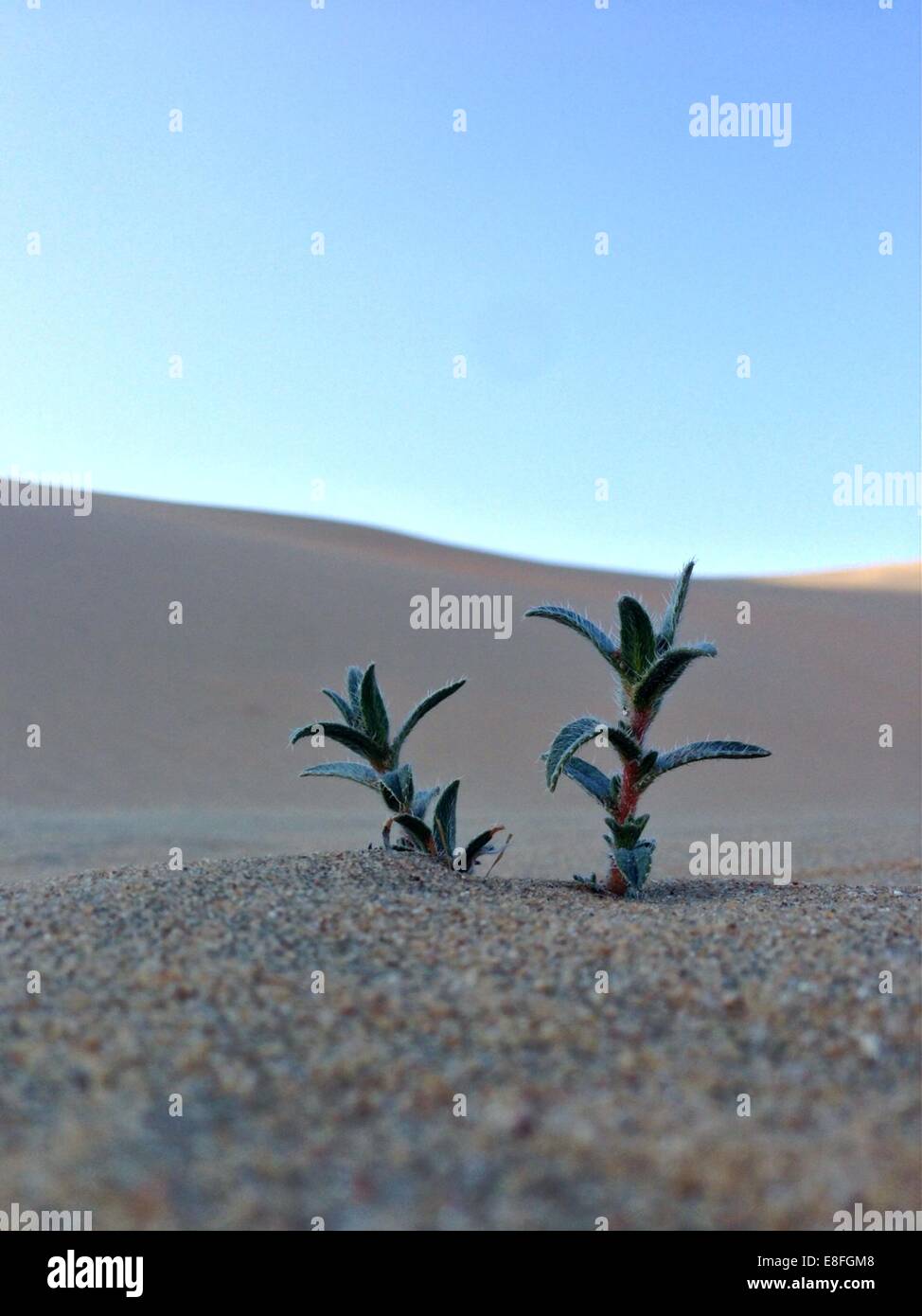 Kuwait growth hi-res stock photography and images - Alamy