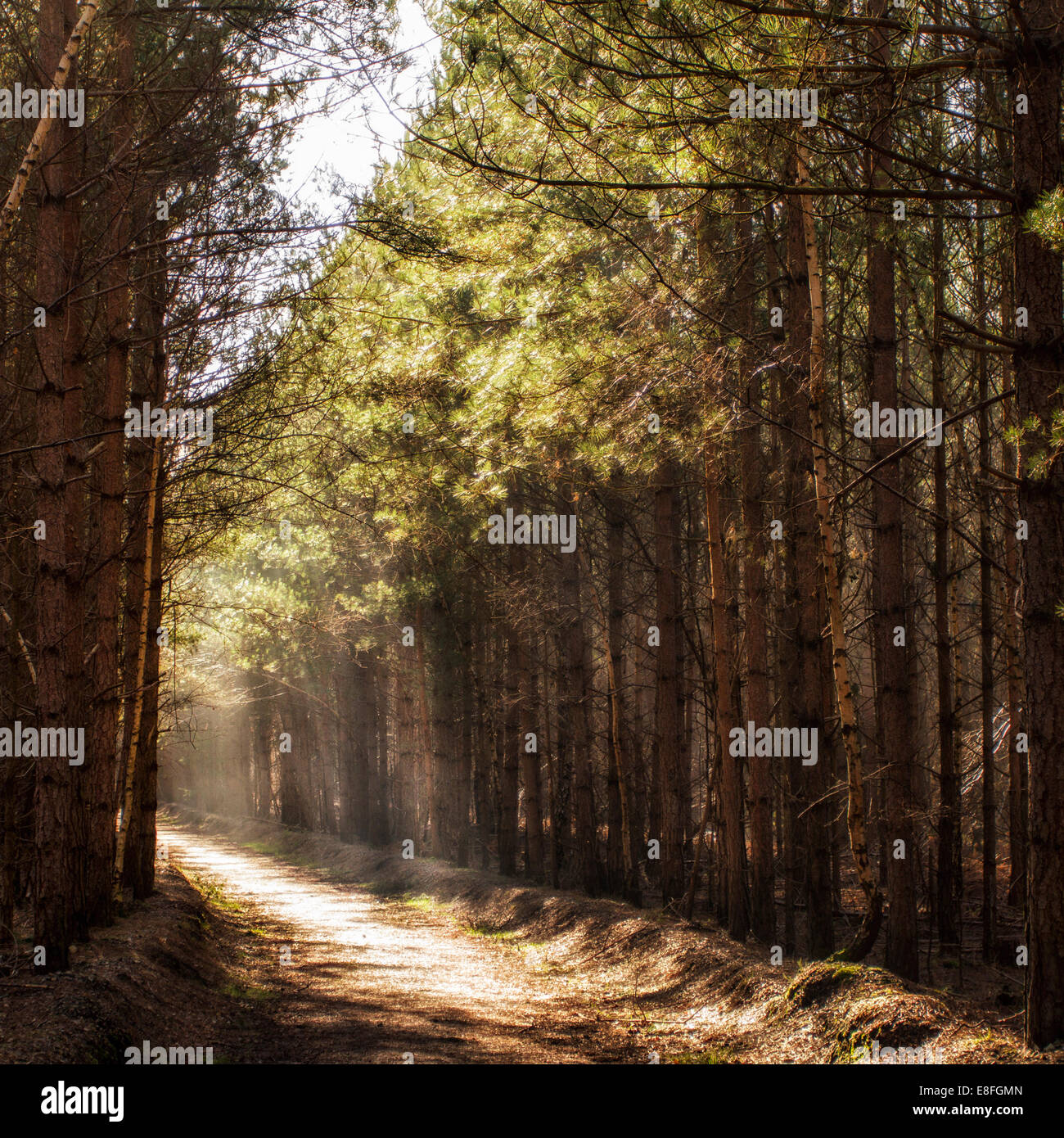 Morning light on woodland path Stock Photo - Alamy
