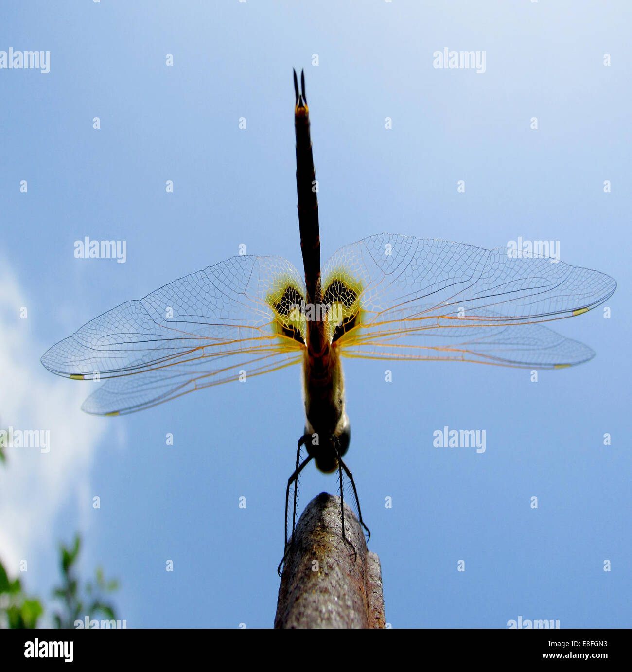 Dumka india hi-res stock photography and images - Alamy