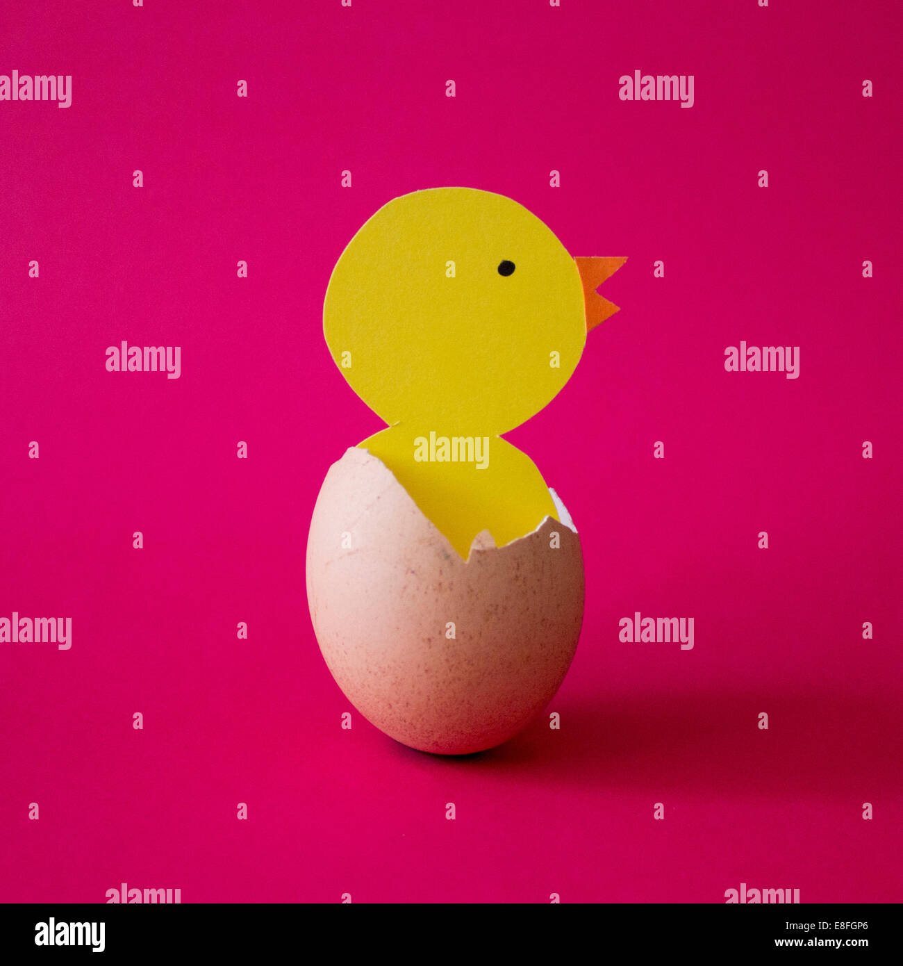 Chick hatching from egg Stock Photo - Alamy