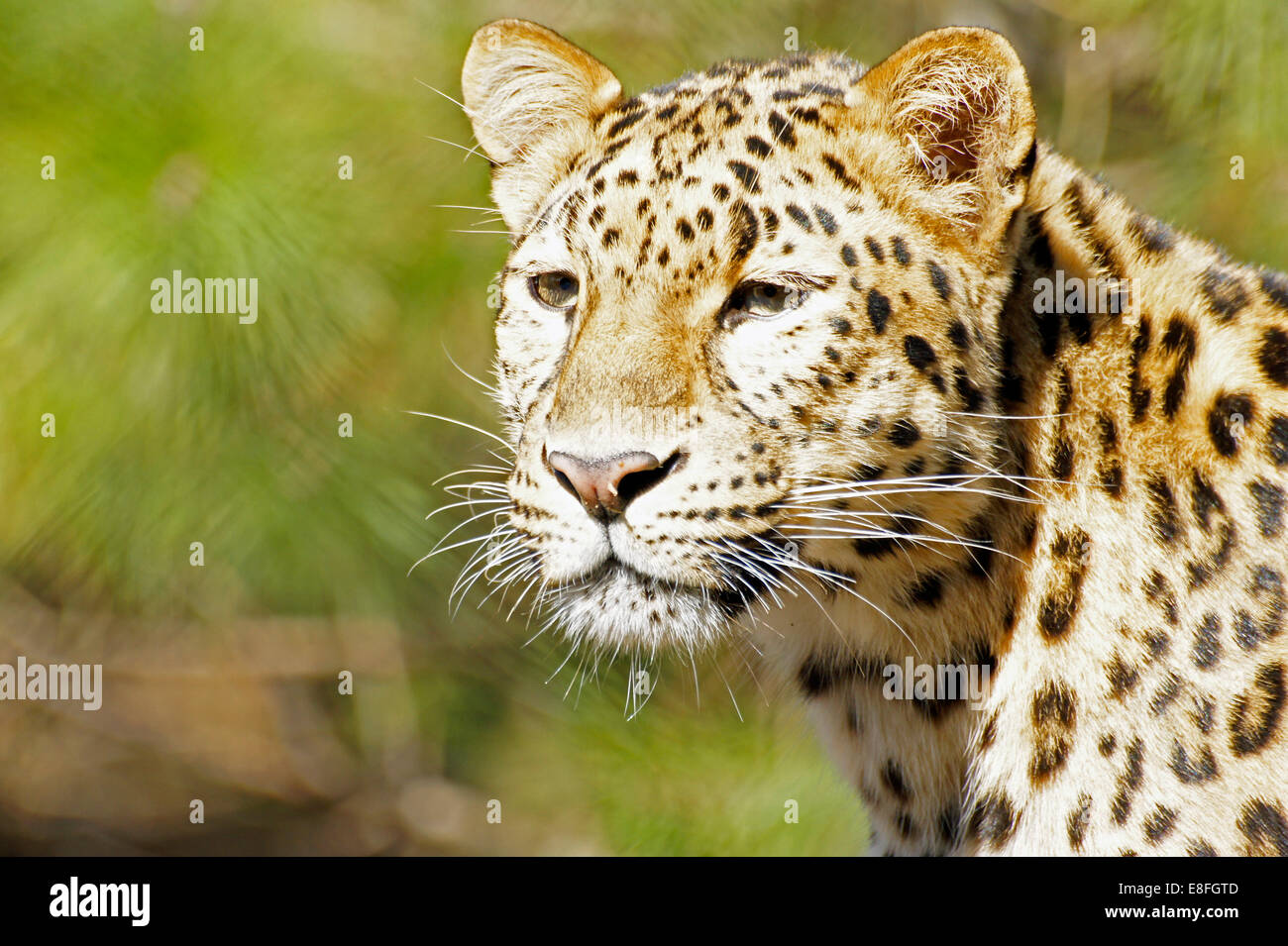 Leopard Portrait Pictures Photos And Images For Facebook