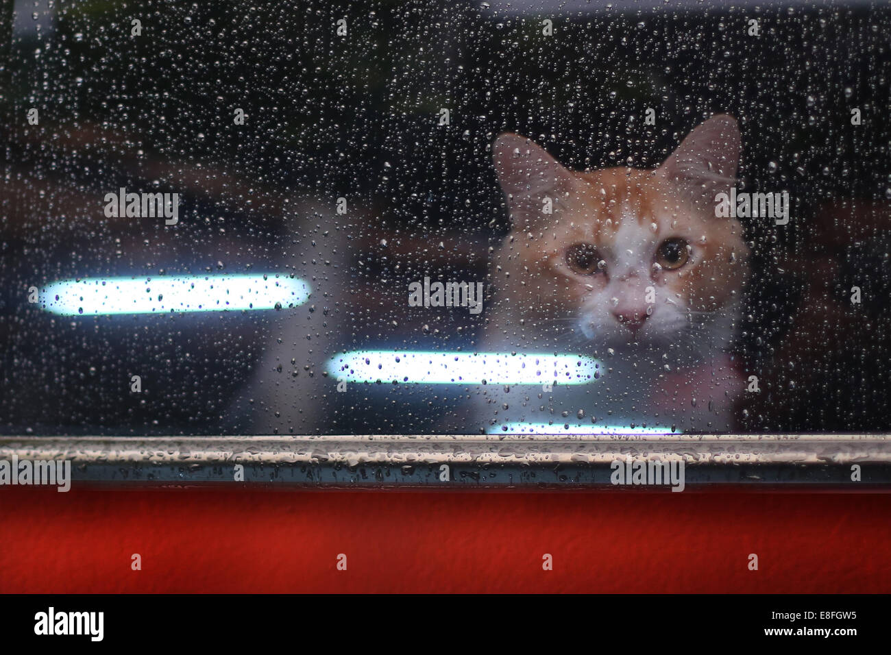 Cat looking through window Stock Photo - Alamy