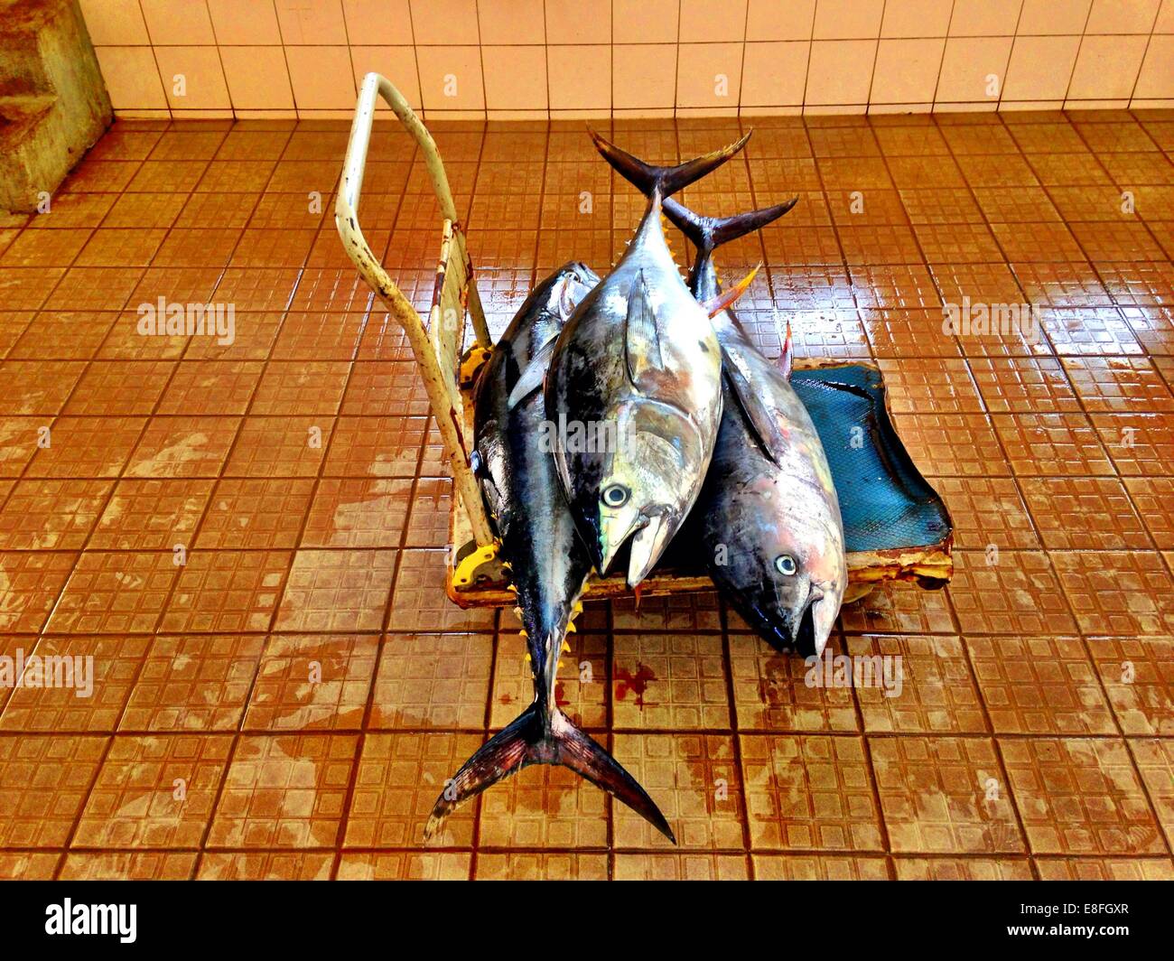Dead fish on trolley in fish market hi-res stock photography and images ...