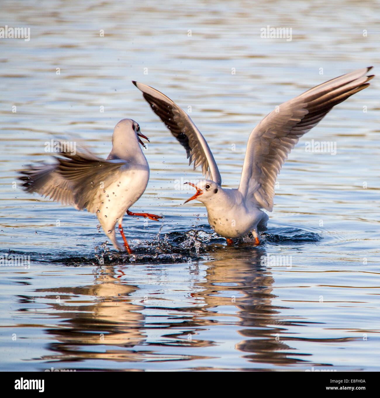 Two birds in hi-res stock photography and images - Alamy