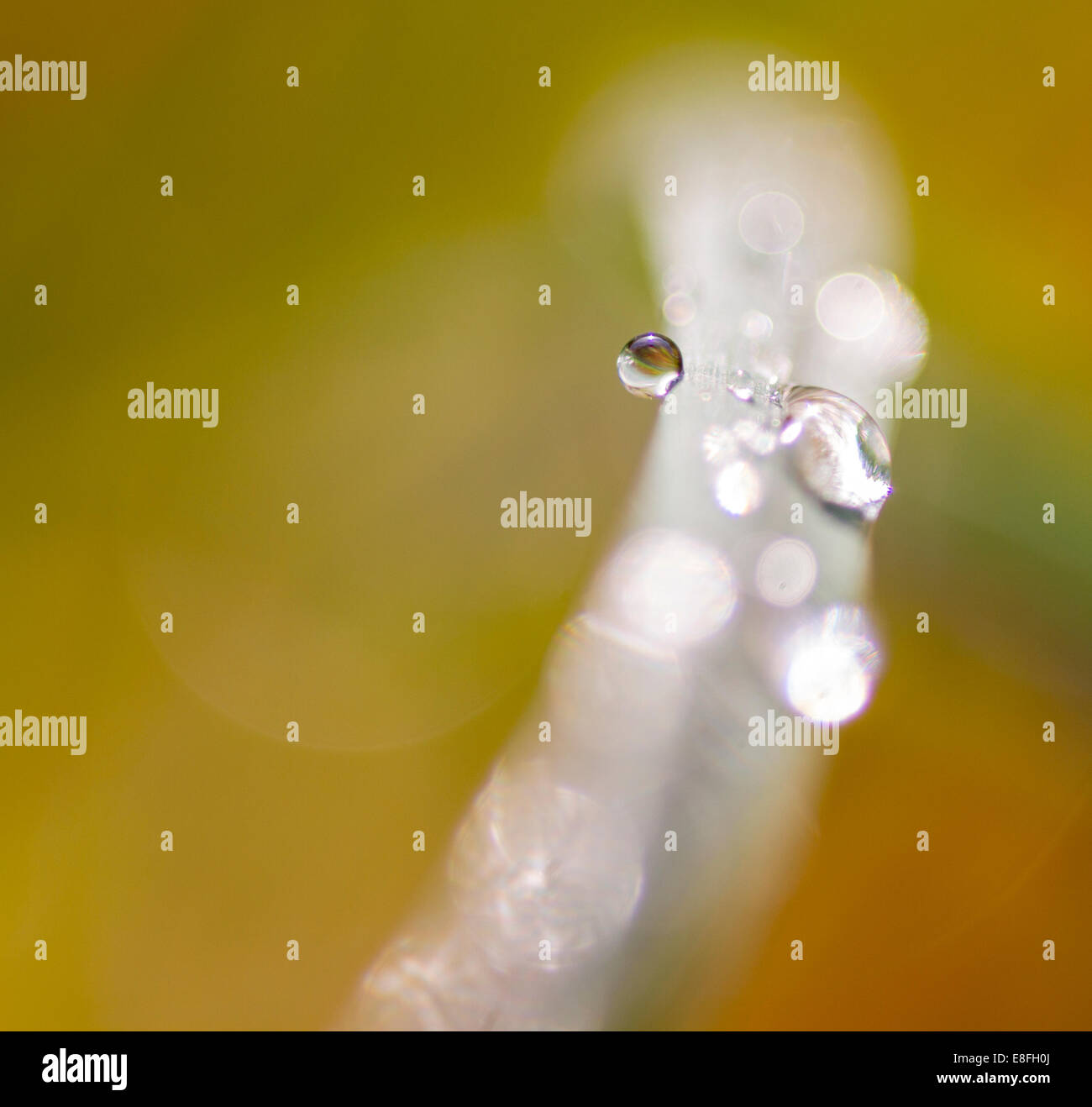 Close up of water drops Stock Photo - Alamy
