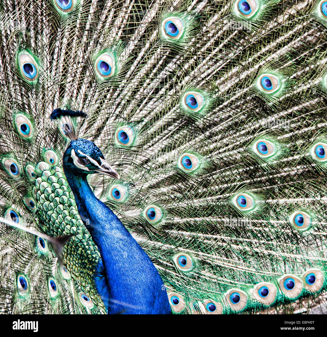 Portrait of peacock e8fh0t hi-res stock photography and images - Alamy