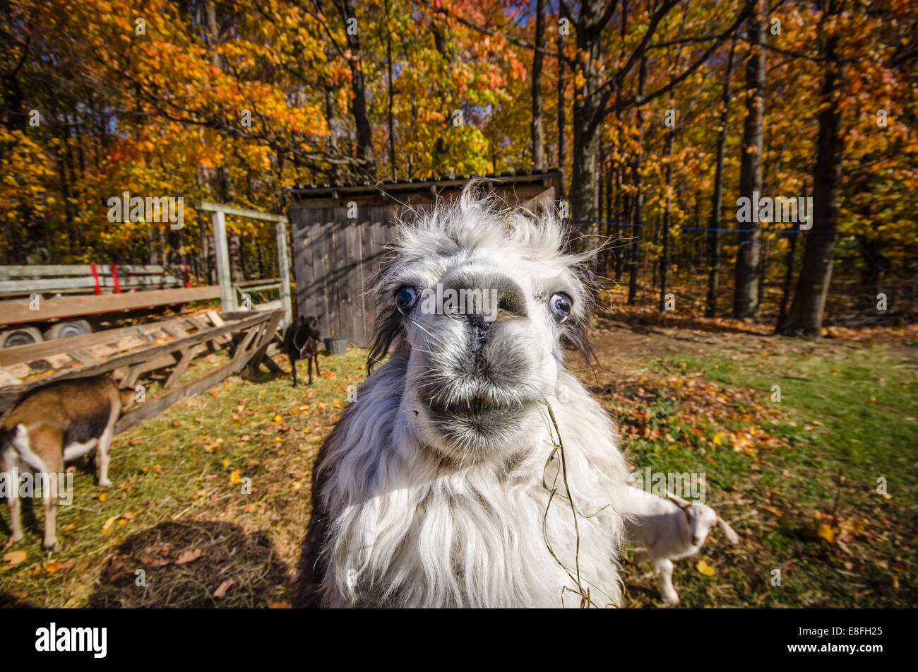 Portrait of a llama Stock Photo - Alamy