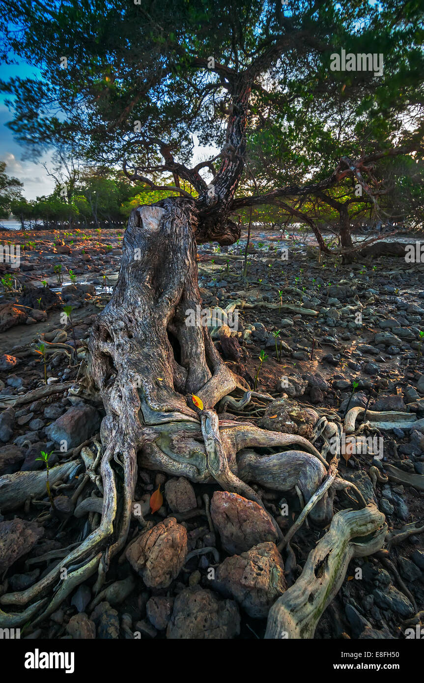 Malaysia, Johor, Mersing, Johor Bahru, Rose Island, Old tree Stock ...