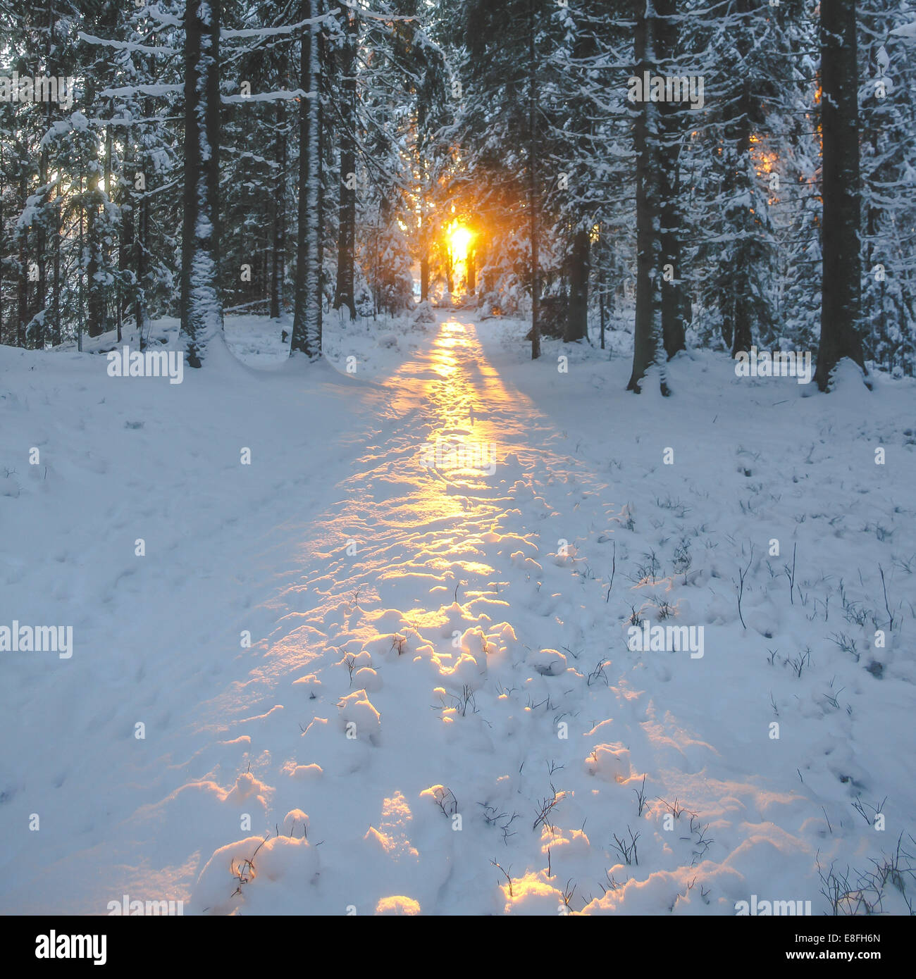 Sunlight in woods Stock Photo - Alamy