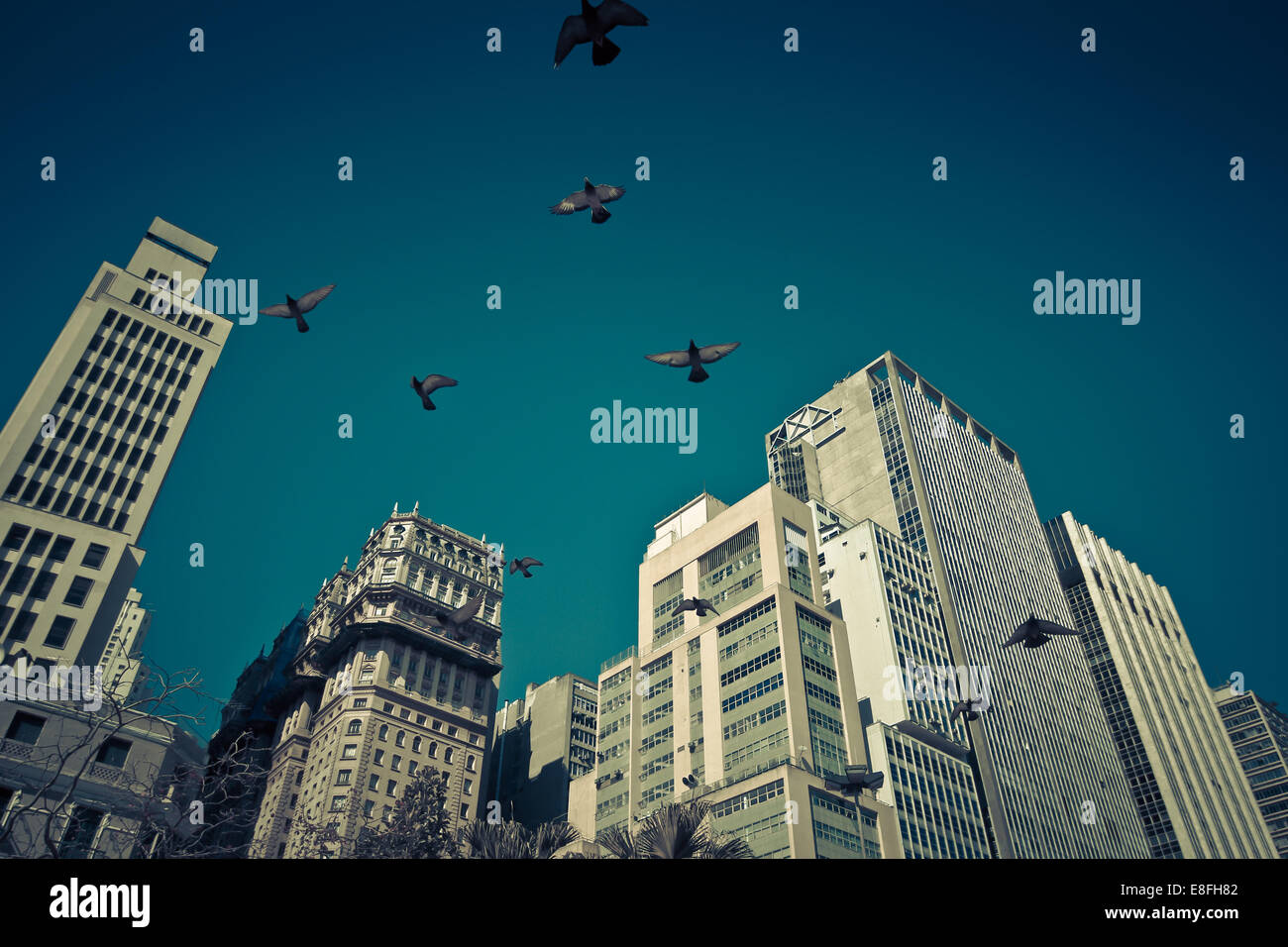 Birds flying over skyscrapers Stock Photo - Alamy