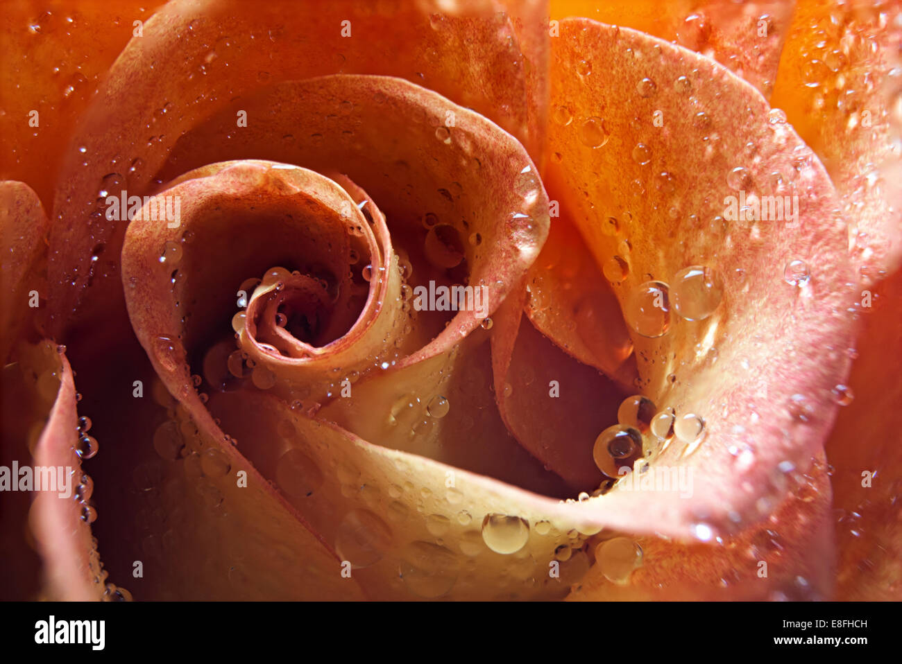 Water droplets in nature hi-res stock photography and images - Alamy