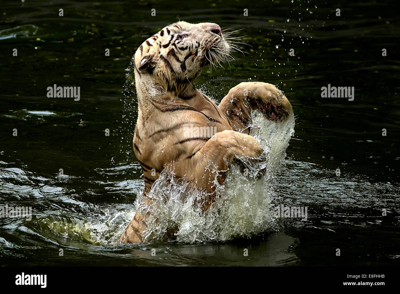 Indonesia, Depok, Tiger jumping from water to catch food Stock Photo ...